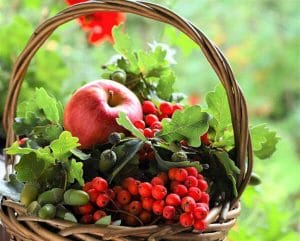Mabon - The Pagan Celebration of the Autumn Equinox (History ...